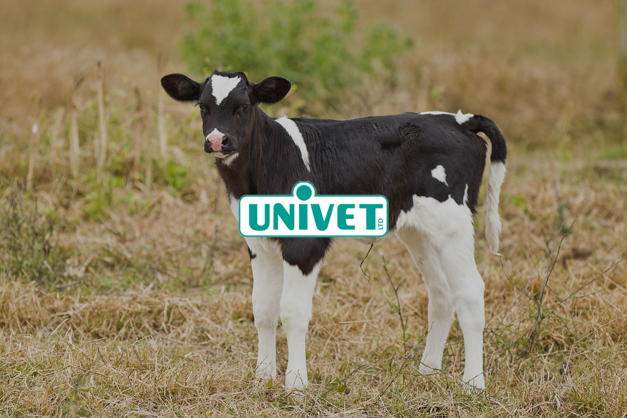 Sacrolyte - Electrolyte Powder for Calves and Pigs - Sacrolyte